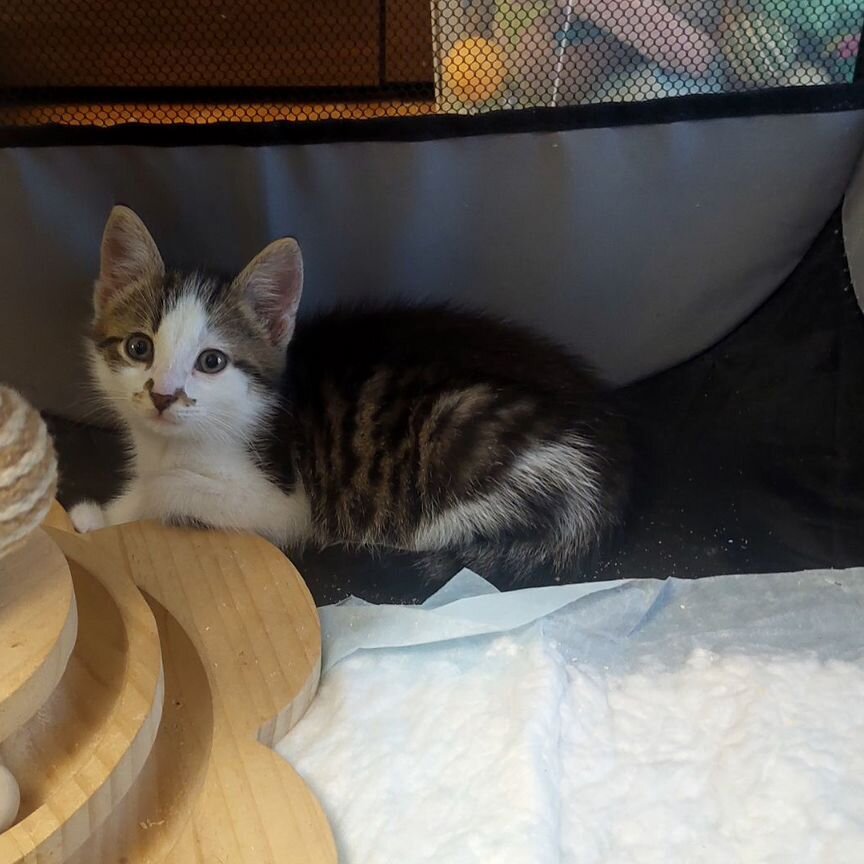Котёнок в добрые руки