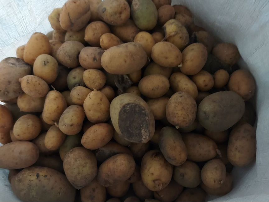 Картофель на корм животным