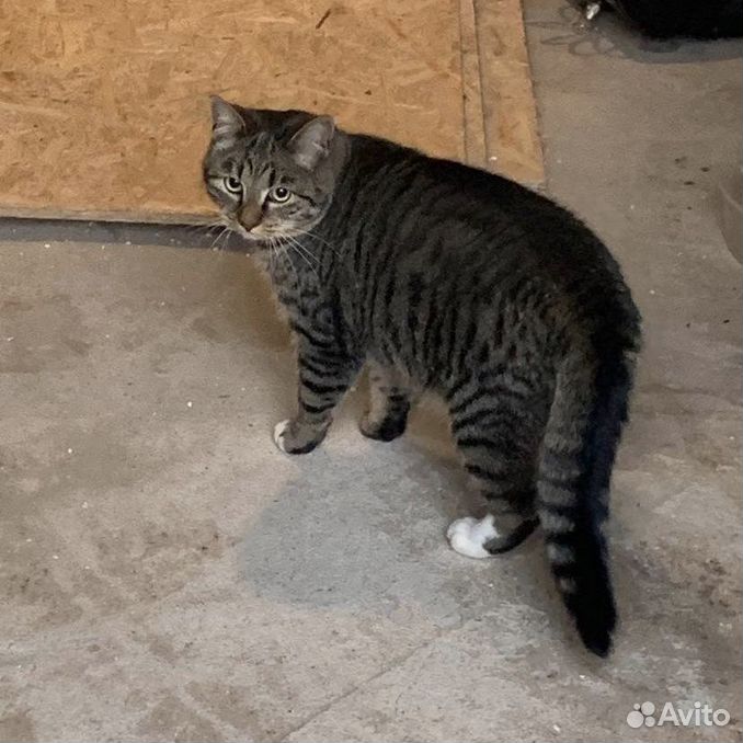 Кот Каспер мальчик, кастрирован, 2 года