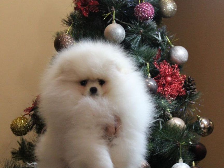 Щенки шпица micro