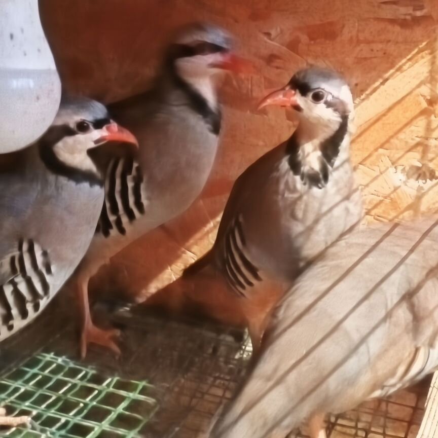 Кеклики среднеазиатское