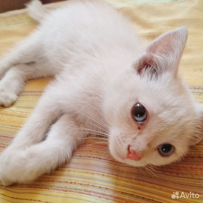 Ласковая Киска