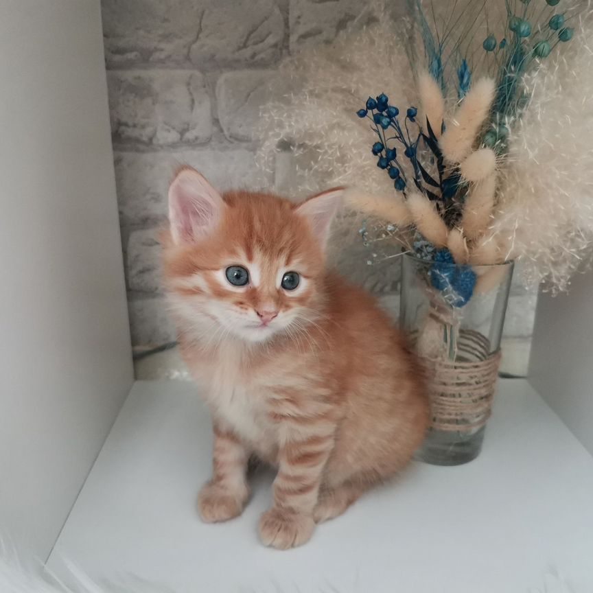 Лучик счастья