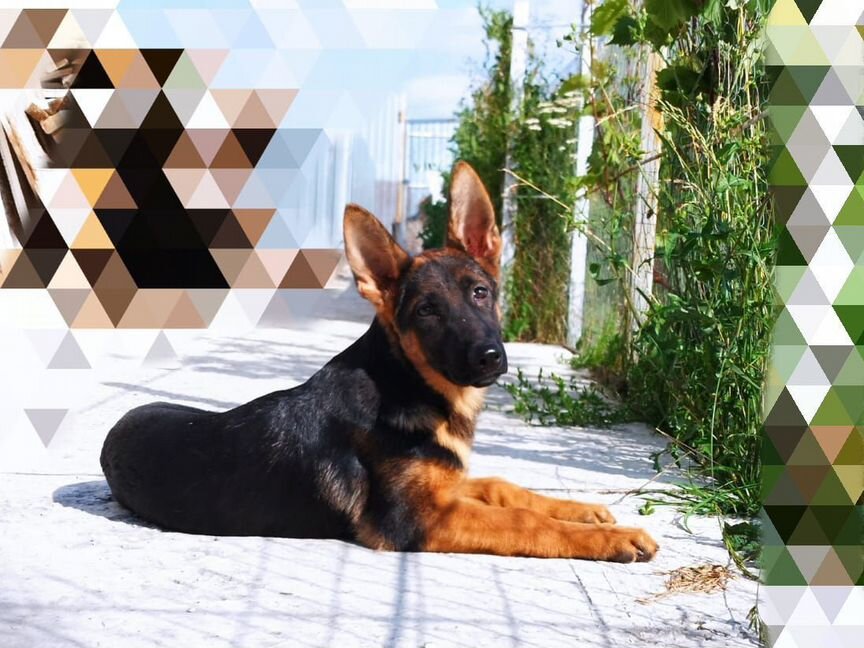 Щенки немецкой овчарки