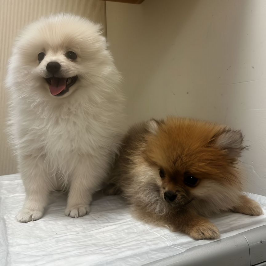 Немецкий шпиц, щенок