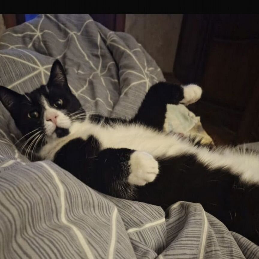 Котики бесплатно, кот