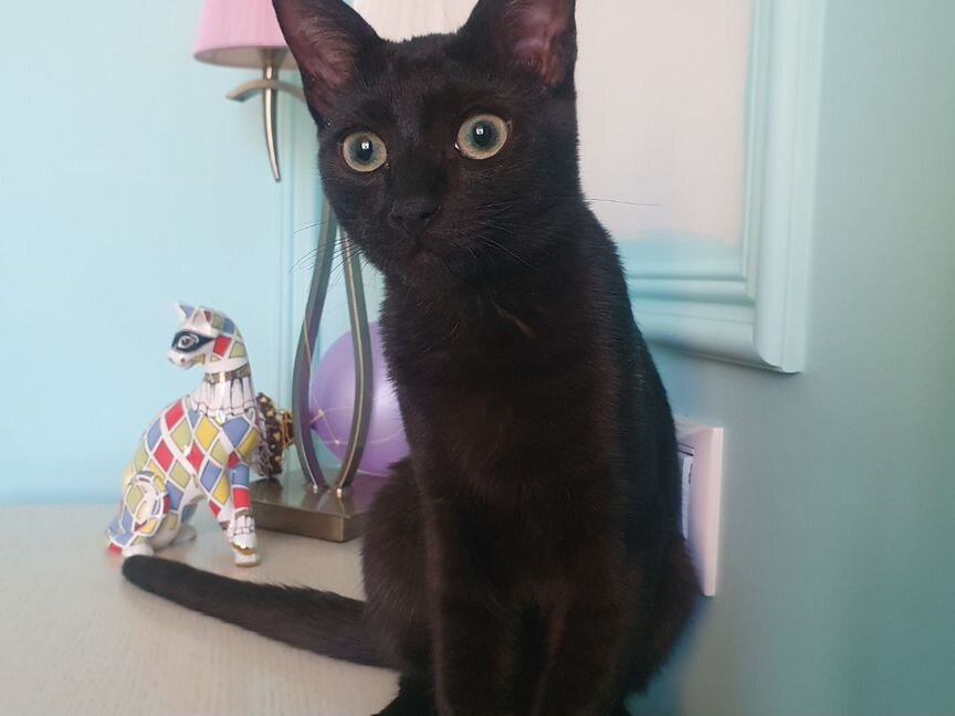 Котенок мальчик в добрые руки