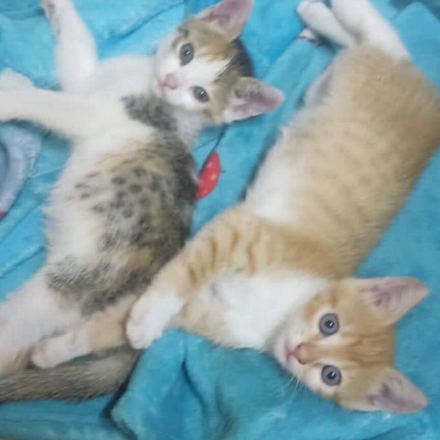Котята в добрые руки