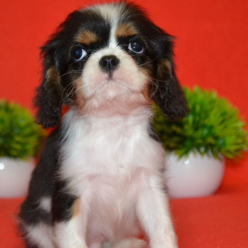 Кавалер кинг-чарльз-спаниель, щенок