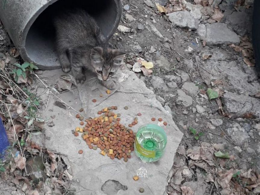 Кошка в дар