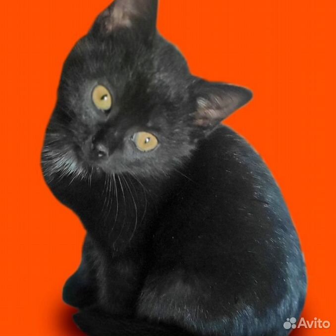 Крепыши малыши 2 мес