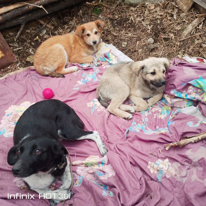 Щенки в добрые руки