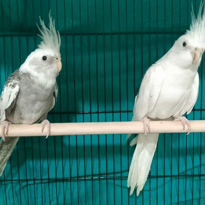 Попугай безщекии кореллы малыши