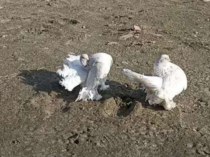 Ростовские статные голуби