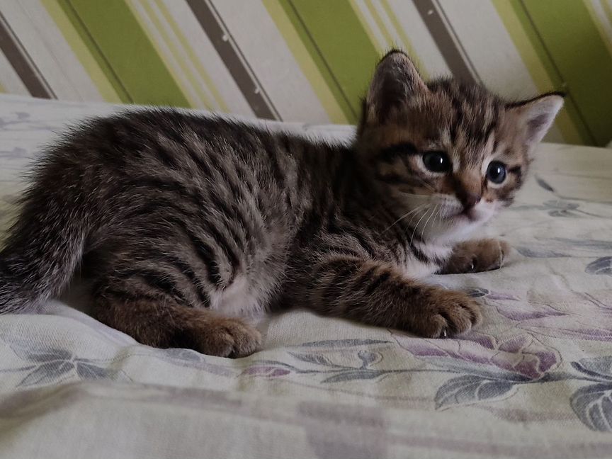 Кошка