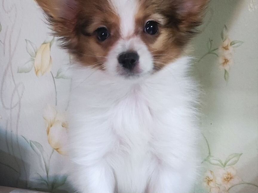 Щенки папийона