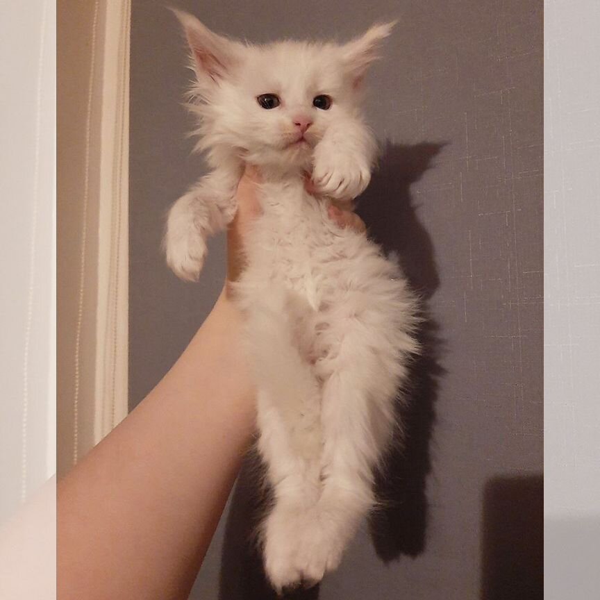 Мейн-кун котёнок