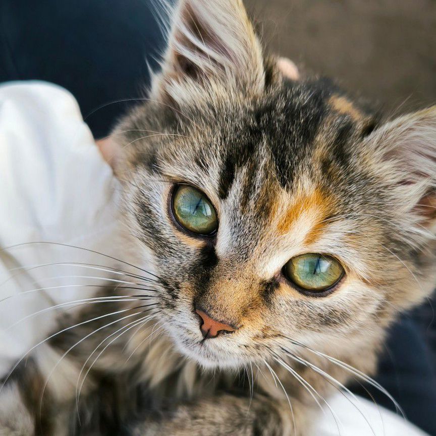 Котенок девочка трехцветная