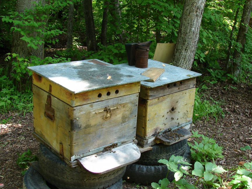 Ульи и земля под пасеку