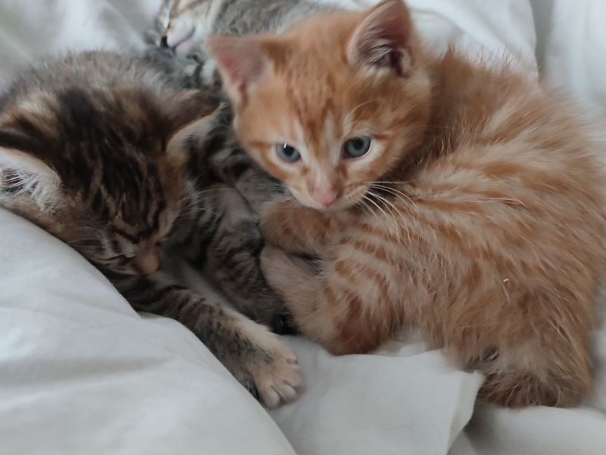 Котята курильский бобтейл