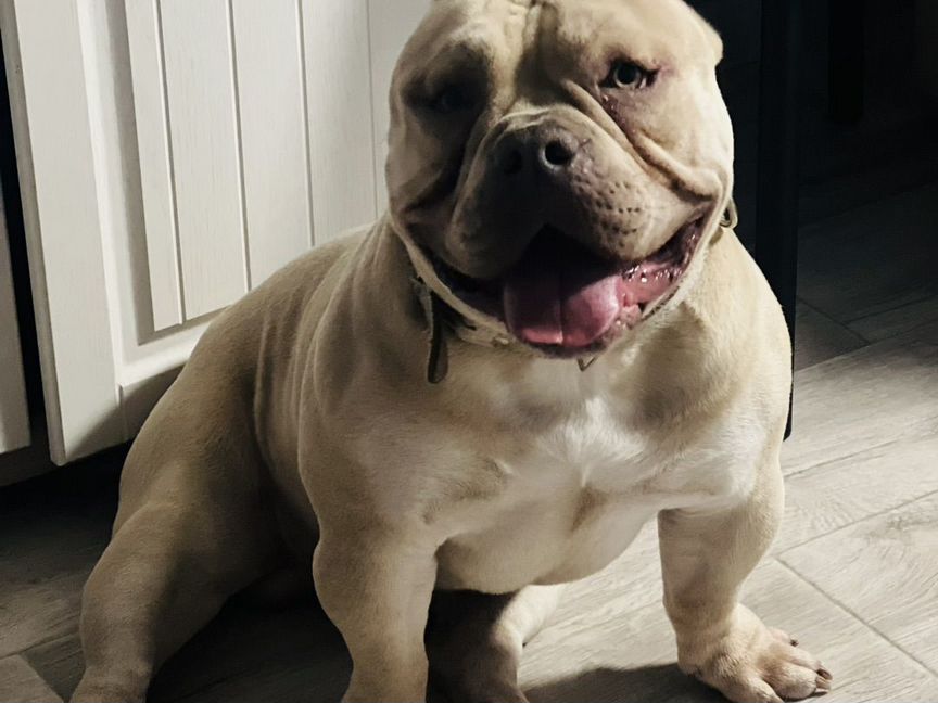 Вязка. Американский булли