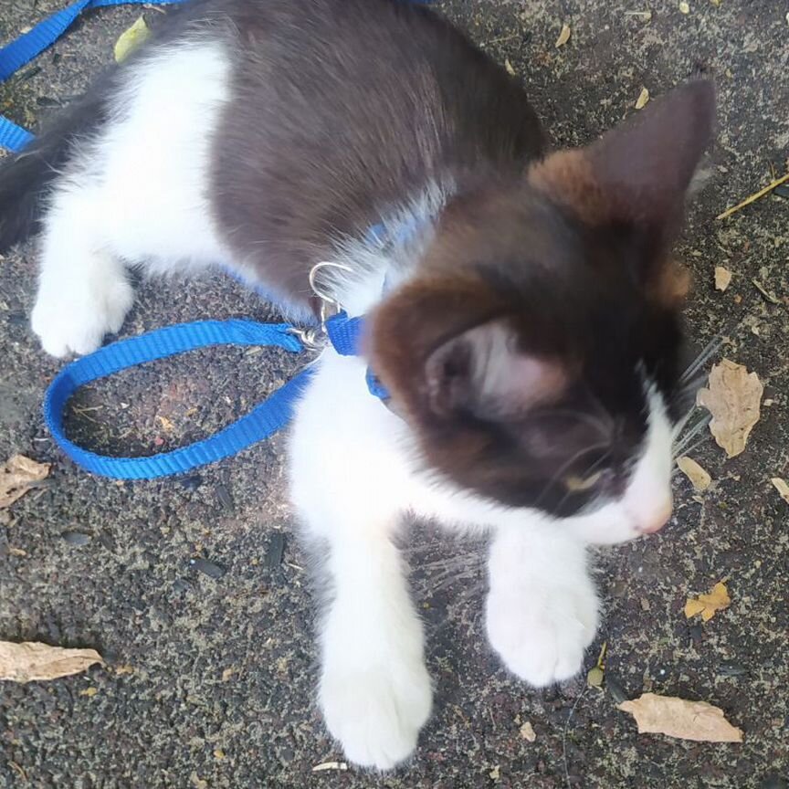 Котеночек маленький