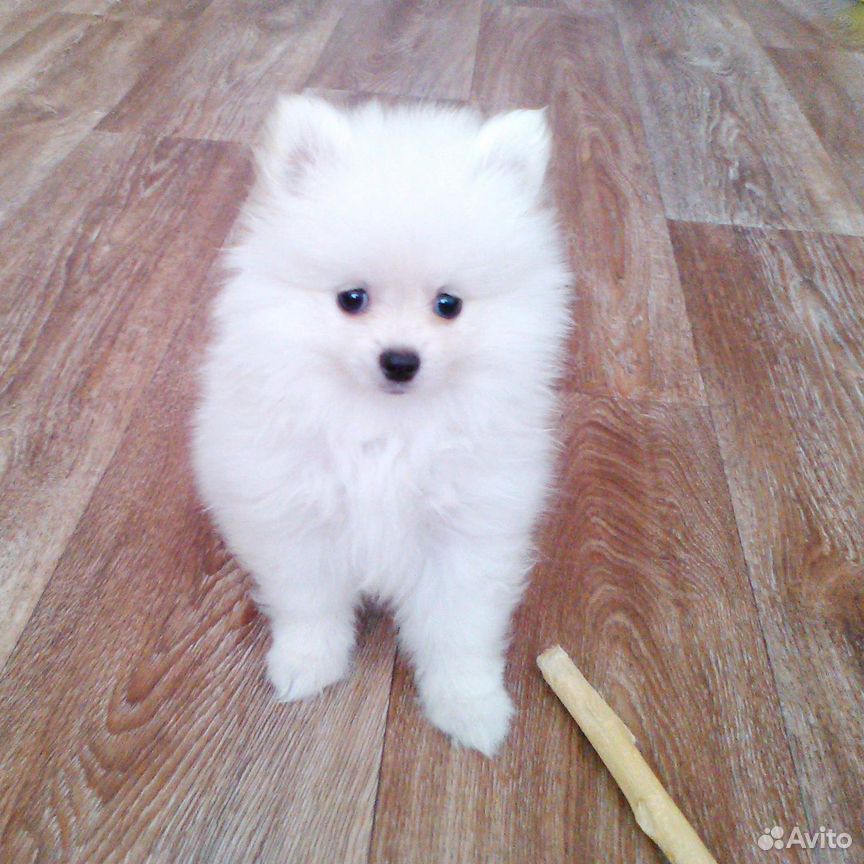 Шпиц девчушка