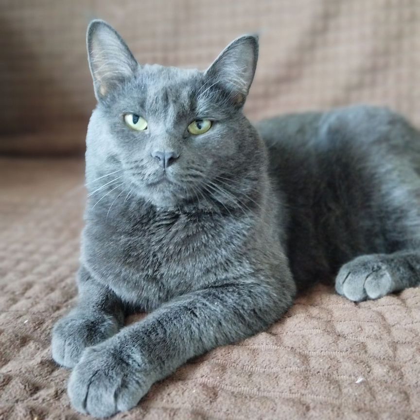 Кастрированный кот в добрые руки