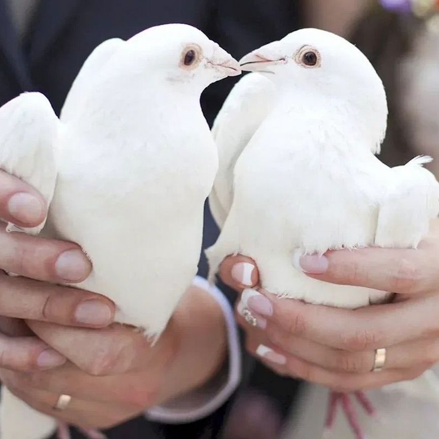 Голуби на свадьбу и другие торжества