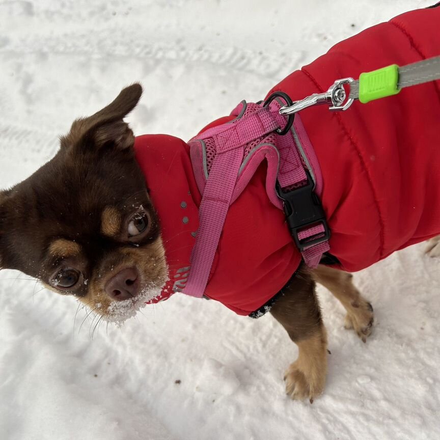 Чихуахуа в добрые руки