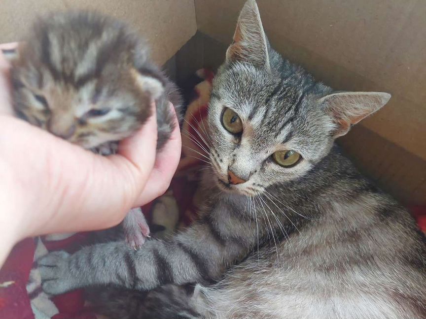 Британская кошка в дар