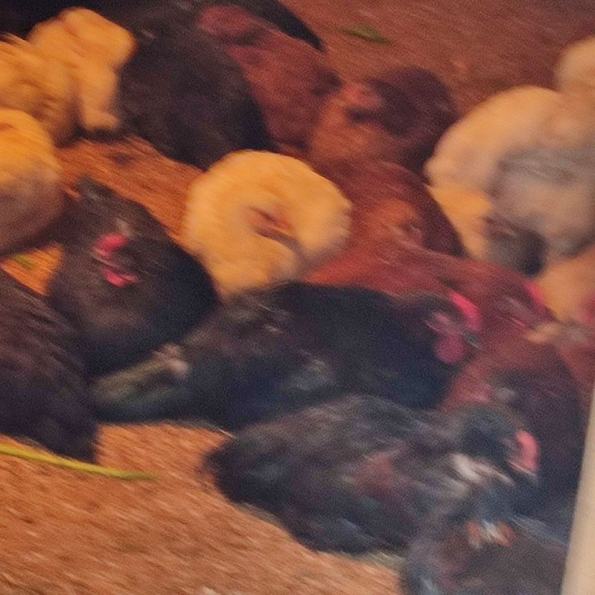 Куры несушки продам