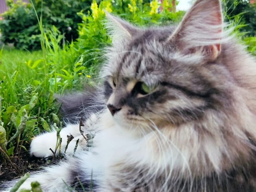 Сибирская кошка бесплатно