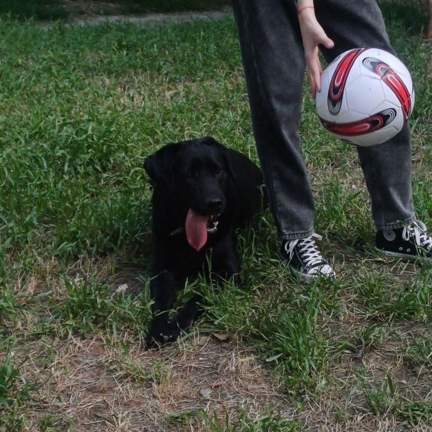 Отдам лабрадора