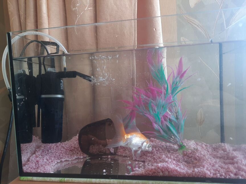 Золотая рыбка