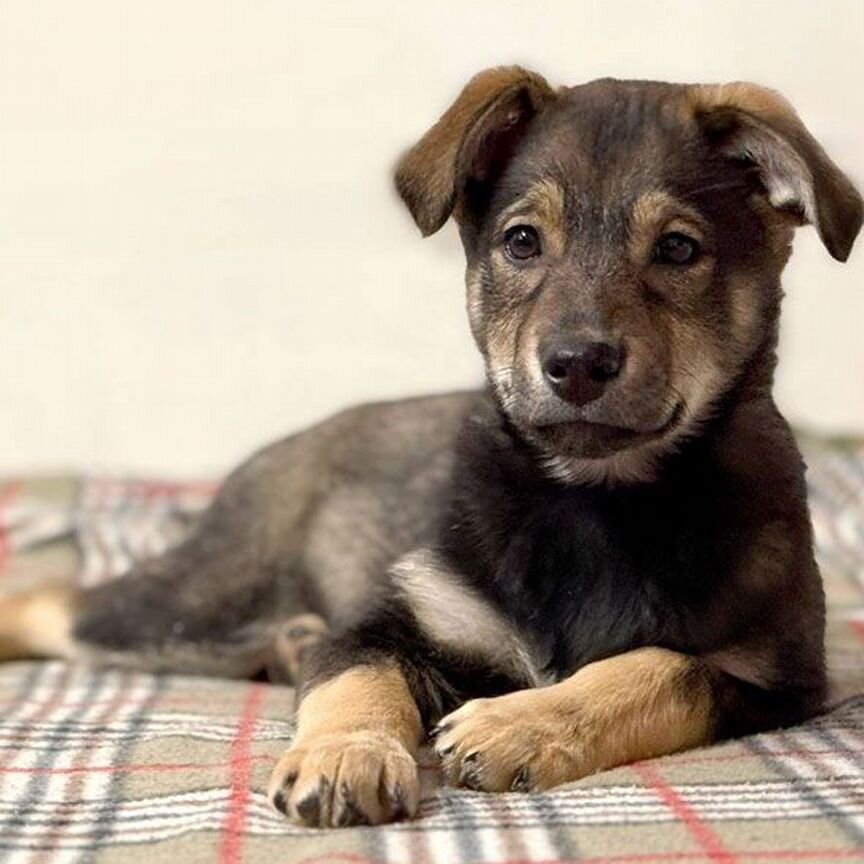 Щенок в добрые руки