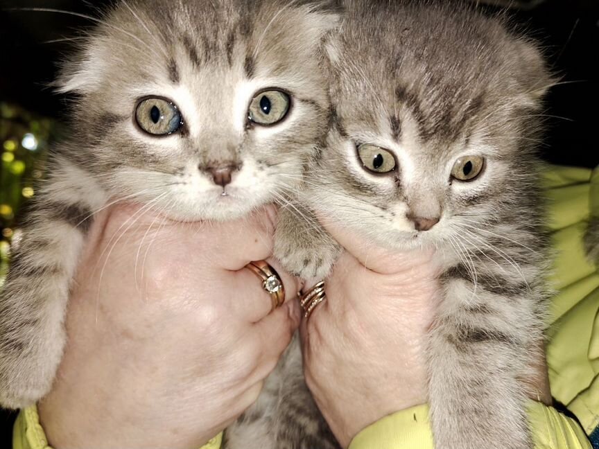 Шотландская вислоухая