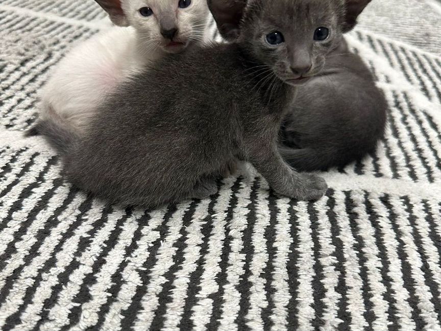 Ориентальные котята