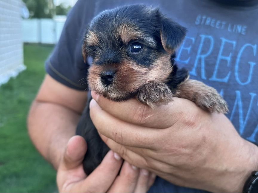 Маленькие Йоршики