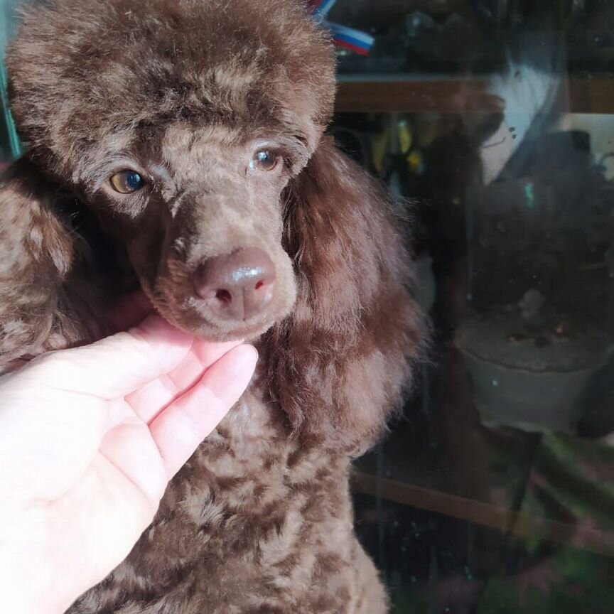 Миниатюрный пудель мальчик коричневый