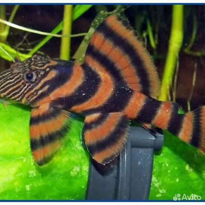 Сом панак красная зебра