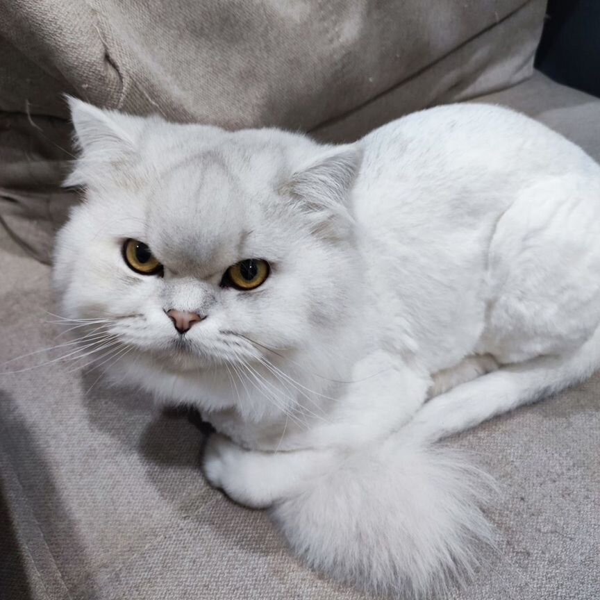 Отдам кота в добные руки