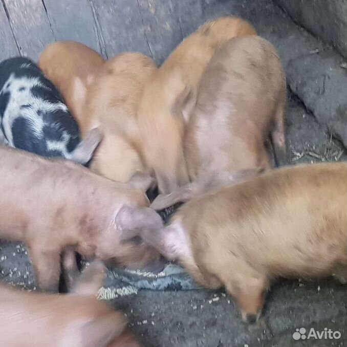 Поросята,1 месяц смесь с дюрком