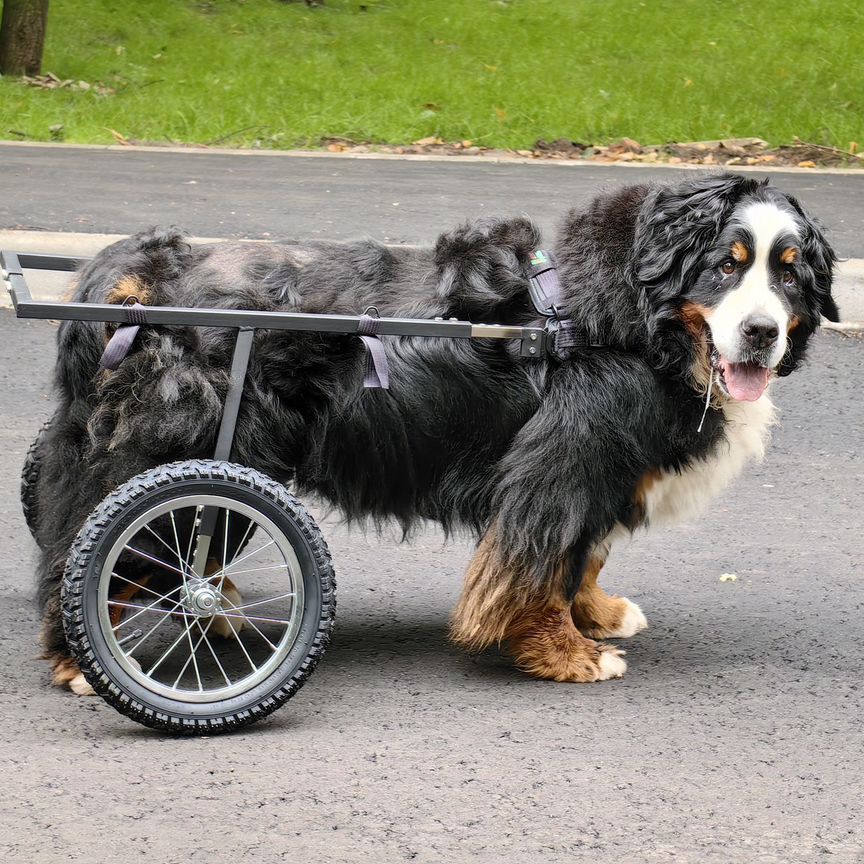 Регулируемая коляска для крупной собаки