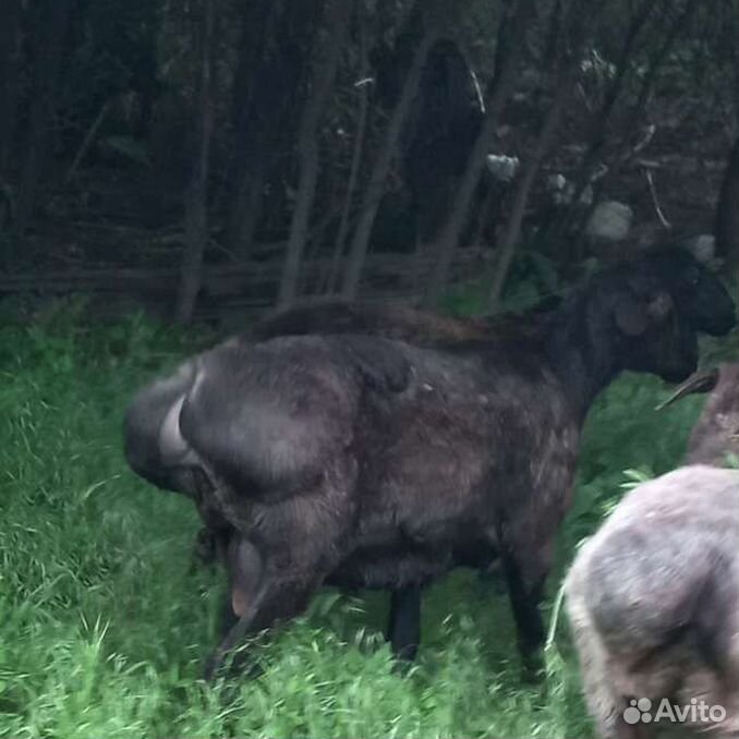 Баран на племя