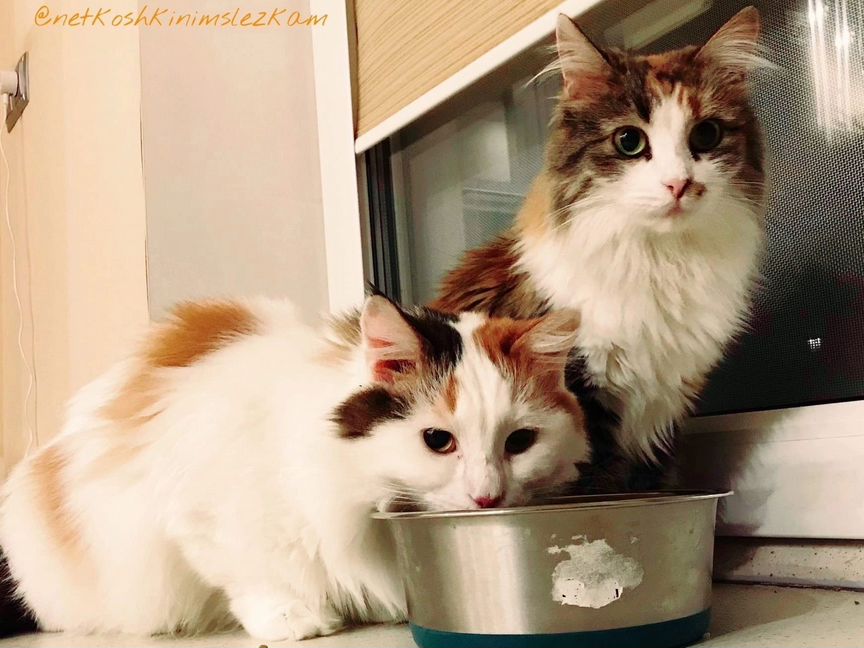 Хитруша и Рахиль ищут семью