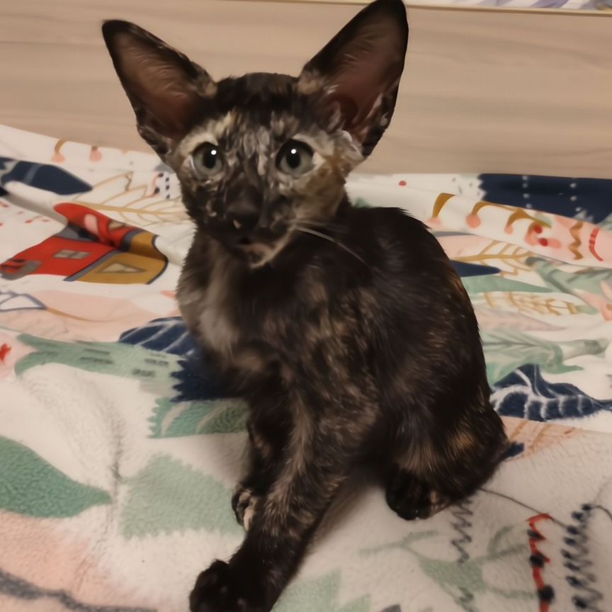 Ориентальный котёнок