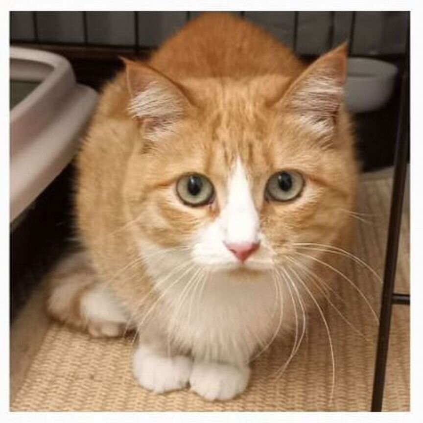 Рыжая кошечка