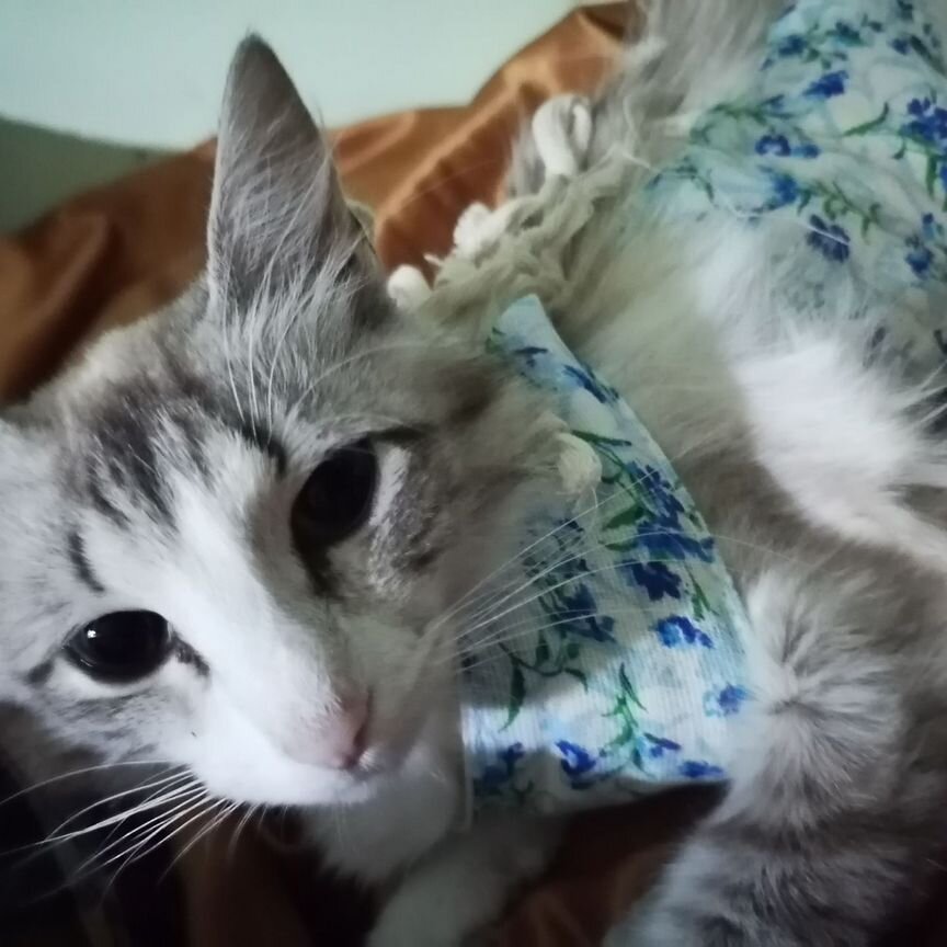 Отдаем кошечку в добрые руки