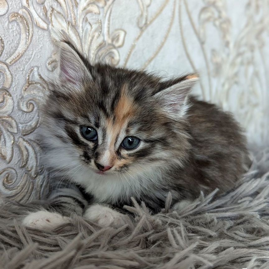Взрывные котята